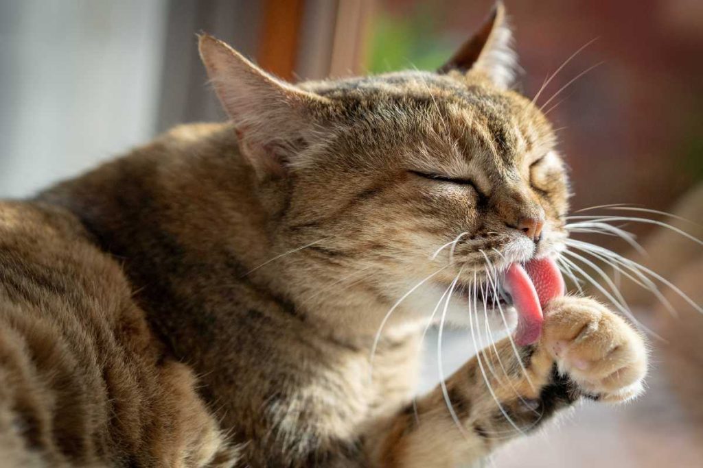 12 Signs Your Pet is Crying for Help – Urbaki Pets