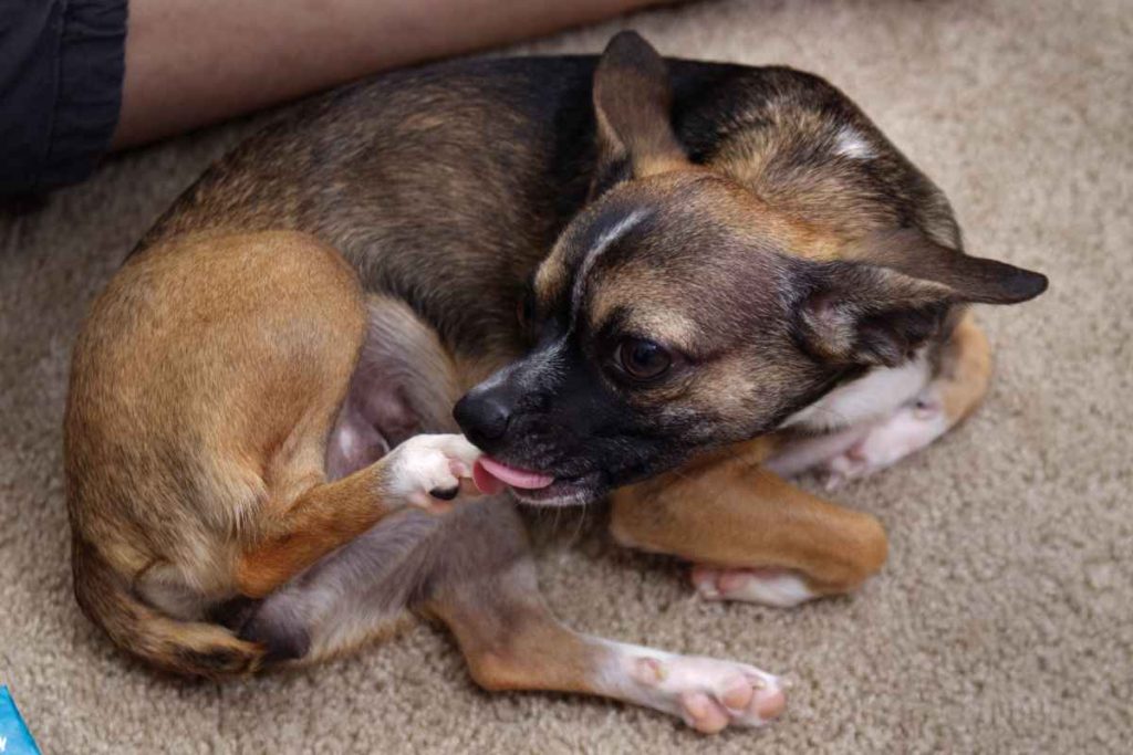 Decoding the Meaning Behind 21 Strange Dog Behaviors – Urbaki Pets