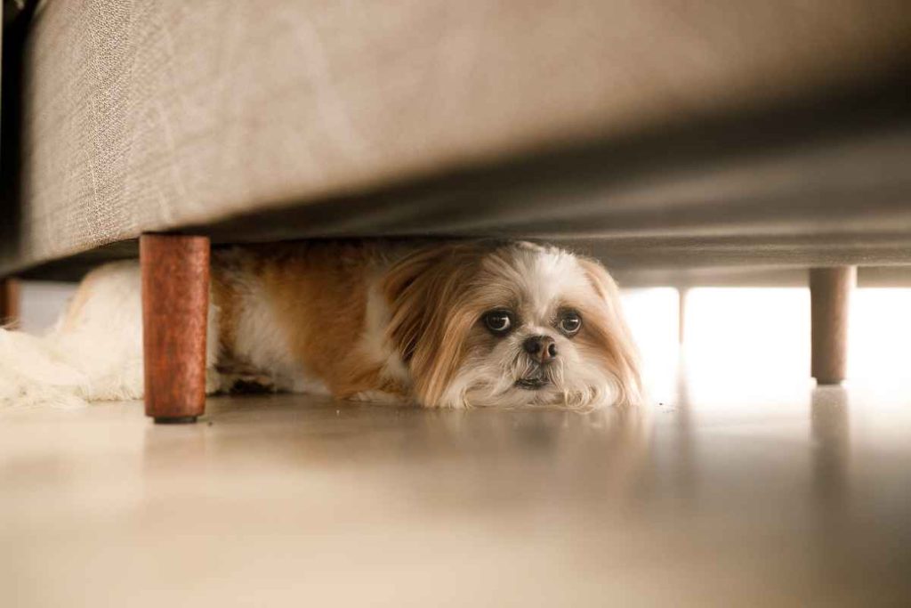 Decoding the Meaning Behind 21 Strange Dog Behaviors – Urbaki Pets