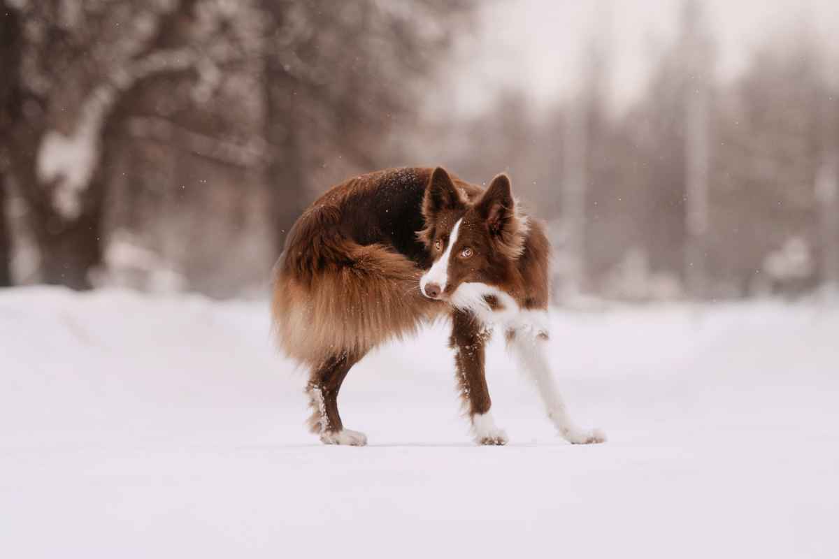 Decoding the Meaning Behind 21 Strange Dog Behaviors – Urbaki Pets
