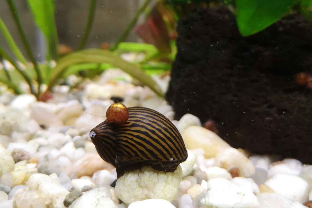 4 Aquarium Tips & Tricks to Save You Time – Urbaki Pets