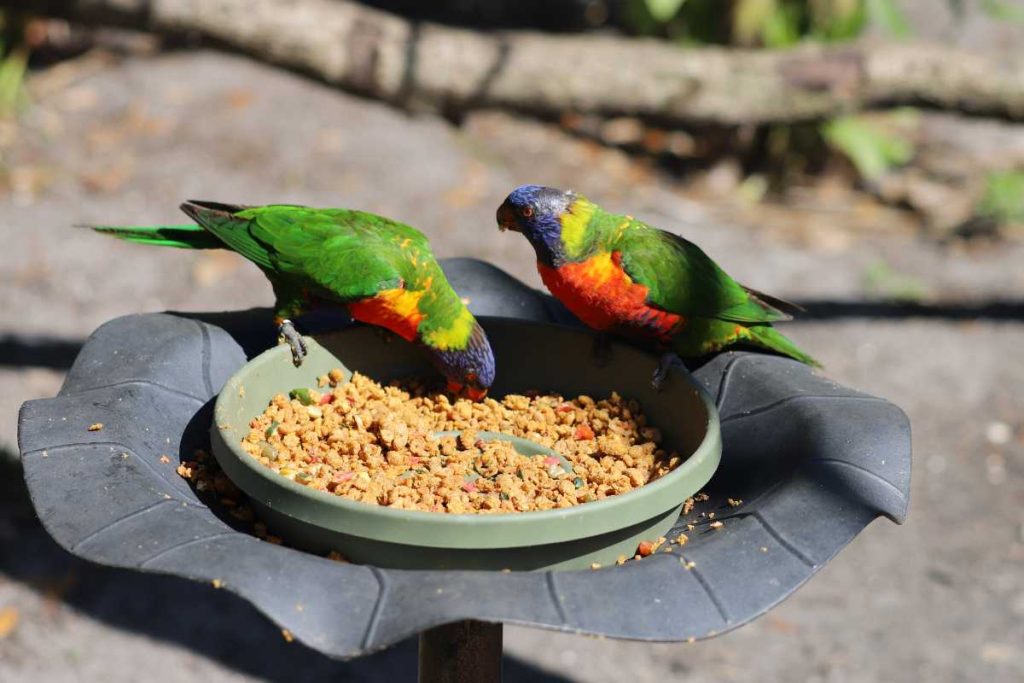 5 Essential Tips for Beginner Bird Care – Urbaki Pets