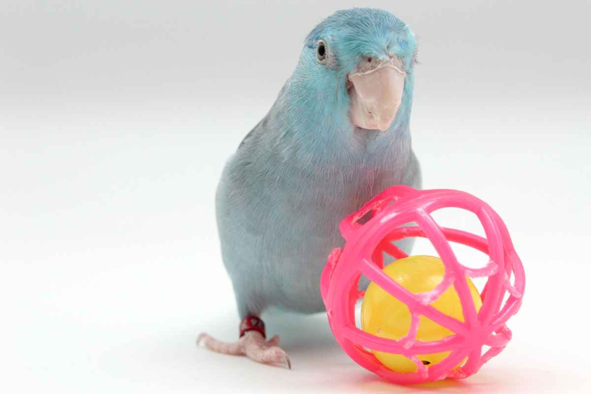Tweeting Disaster: 16 Bird Products to Avoid Like the Plague – Urbaki Pets