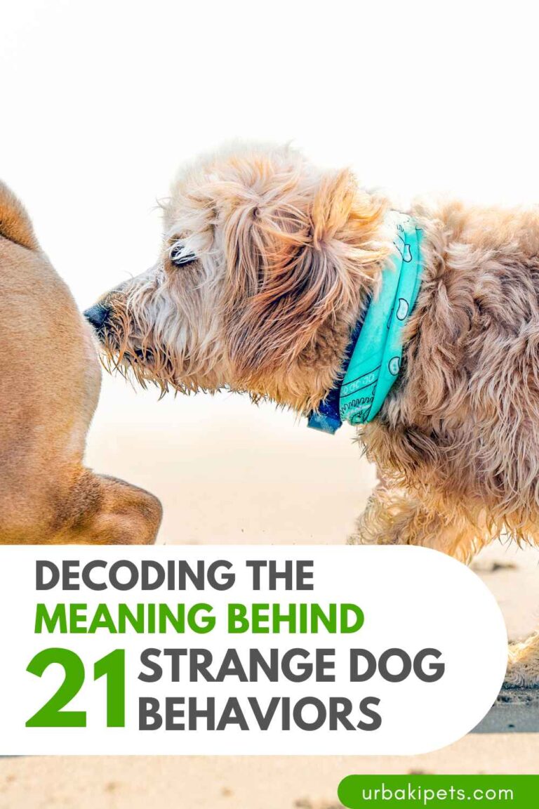 Decoding the Meaning Behind 21 Strange Dog Behaviors – Urbaki Pets