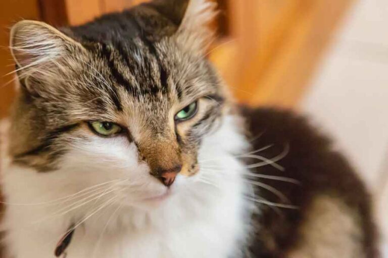 12 Signs Your Pet is Crying for Help – Urbaki Pets