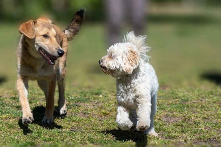 10 Odd Dog Behaviors and What They Actually Mean – Urbaki Pets