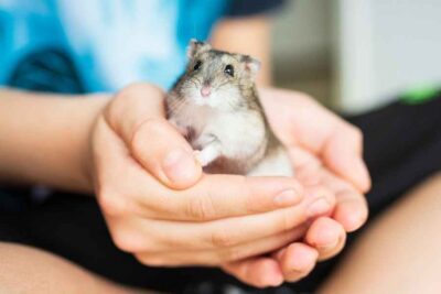 How To Pick Up Hamsters Without Being Bitten – Urbaki Pets