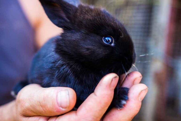 Hop to it: Fun Ways to Play with Your Furry Rabbit Friend! – Urbaki Pets