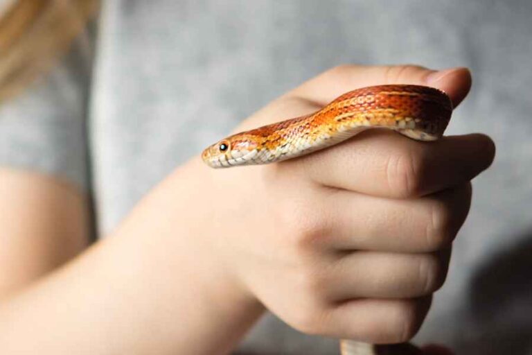 Getting Started: Top 5 Beginner-Friendly Reptiles – Urbaki Pets