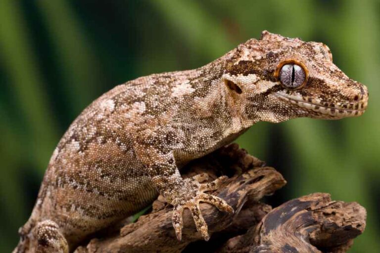 Getting Started: Top 5 Beginner-Friendly Reptiles – Urbaki Pets