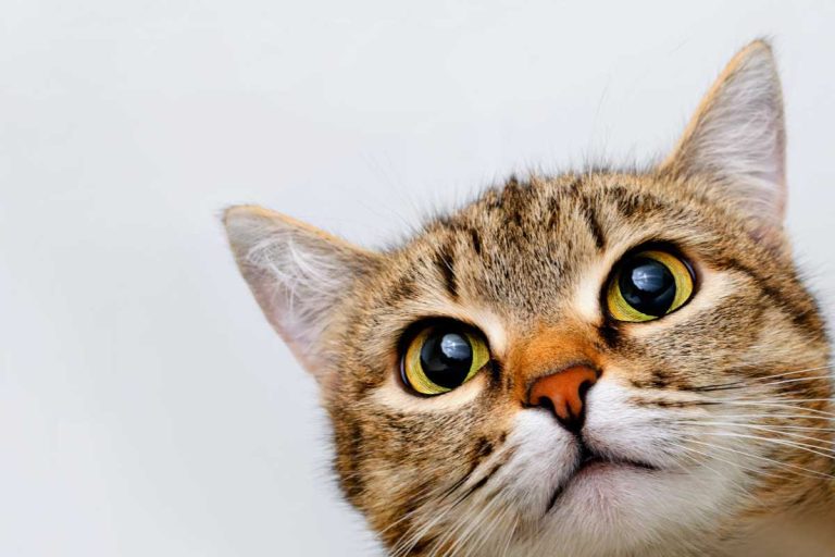 FIRST TRICK You Want to Teach Your CAT – Urbaki Pets