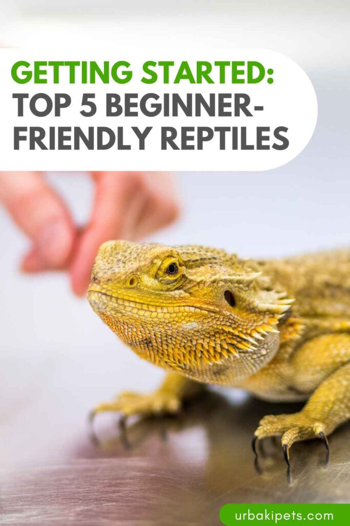 Getting Started: Top 5 Beginner-Friendly Reptiles – Urbaki Pets