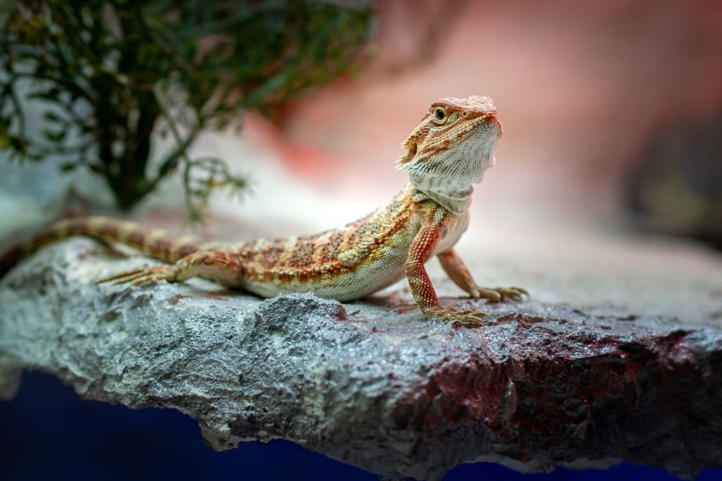 Getting Started: Top 5 Beginner-Friendly Reptiles – Urbaki Pets