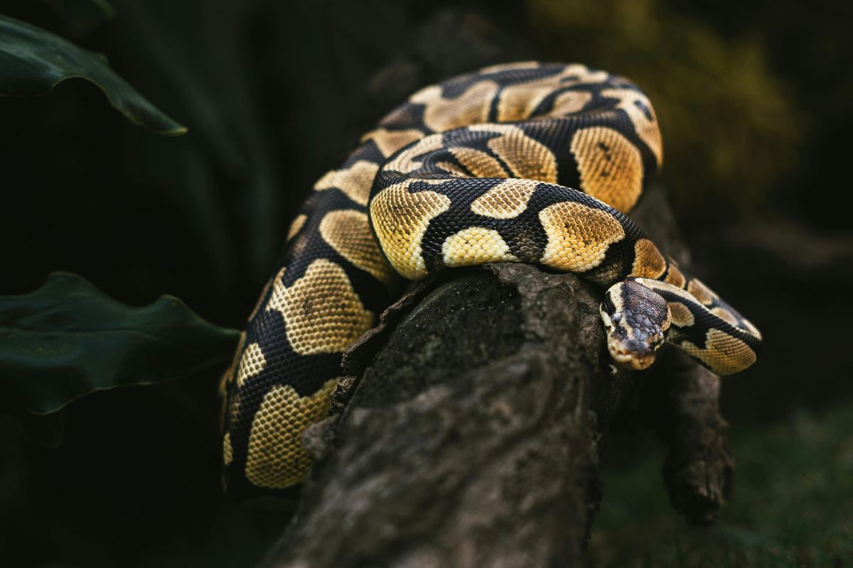 Getting Started: Top 5 Beginner-Friendly Reptiles – Urbaki Pets