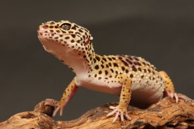 Getting Started: Top 5 Beginner-Friendly Reptiles – Urbaki Pets