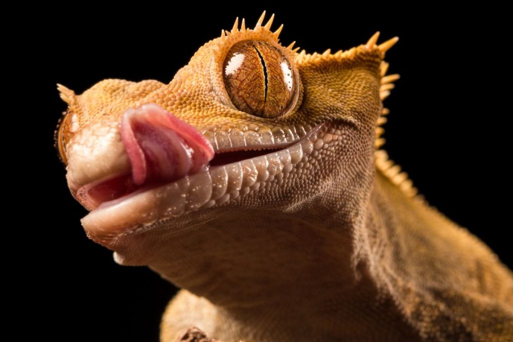 Getting Started: Top 5 Beginner-Friendly Reptiles – Urbaki Pets