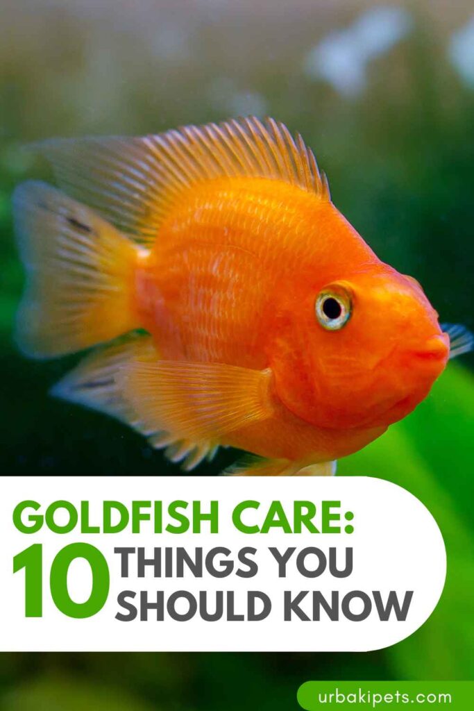 Goldfish Care: 10 Things You Should Know – Urbaki Pets