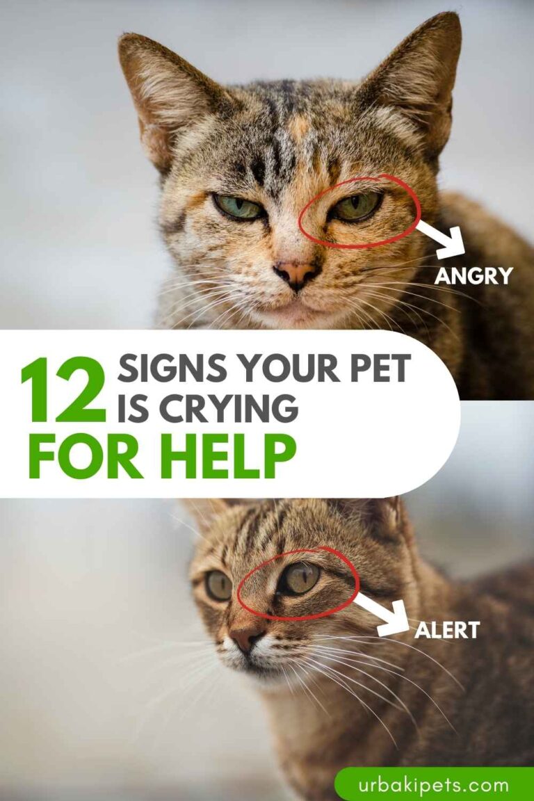 12 Signs Your Pet is Crying for Help – Urbaki Pets