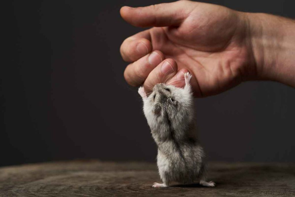 How To Pick Up Hamsters Without Being Bitten – Urbaki Pets