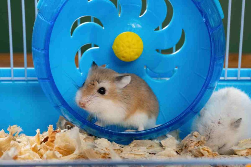 How to Tame Hamster and Minimise Biting – Urbaki Pets