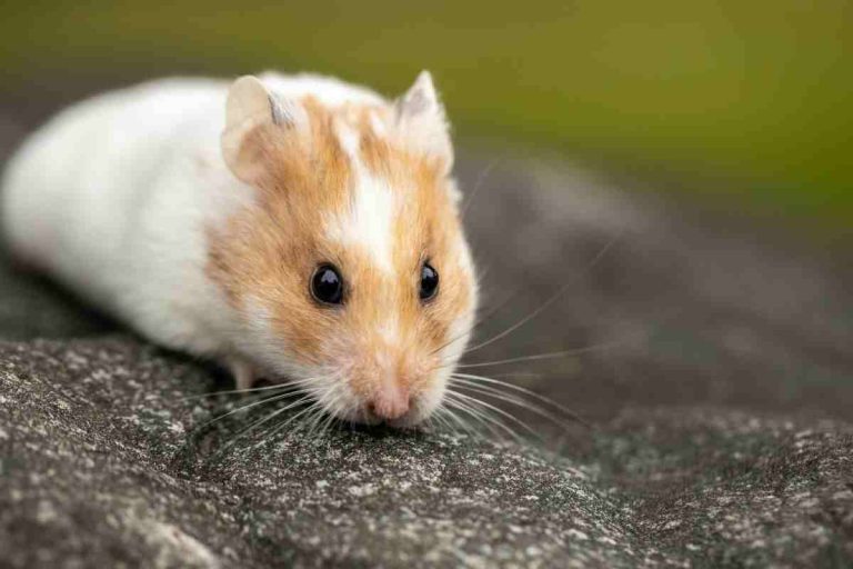 How to Tame Hamster and Minimise Biting – Urbaki Pets