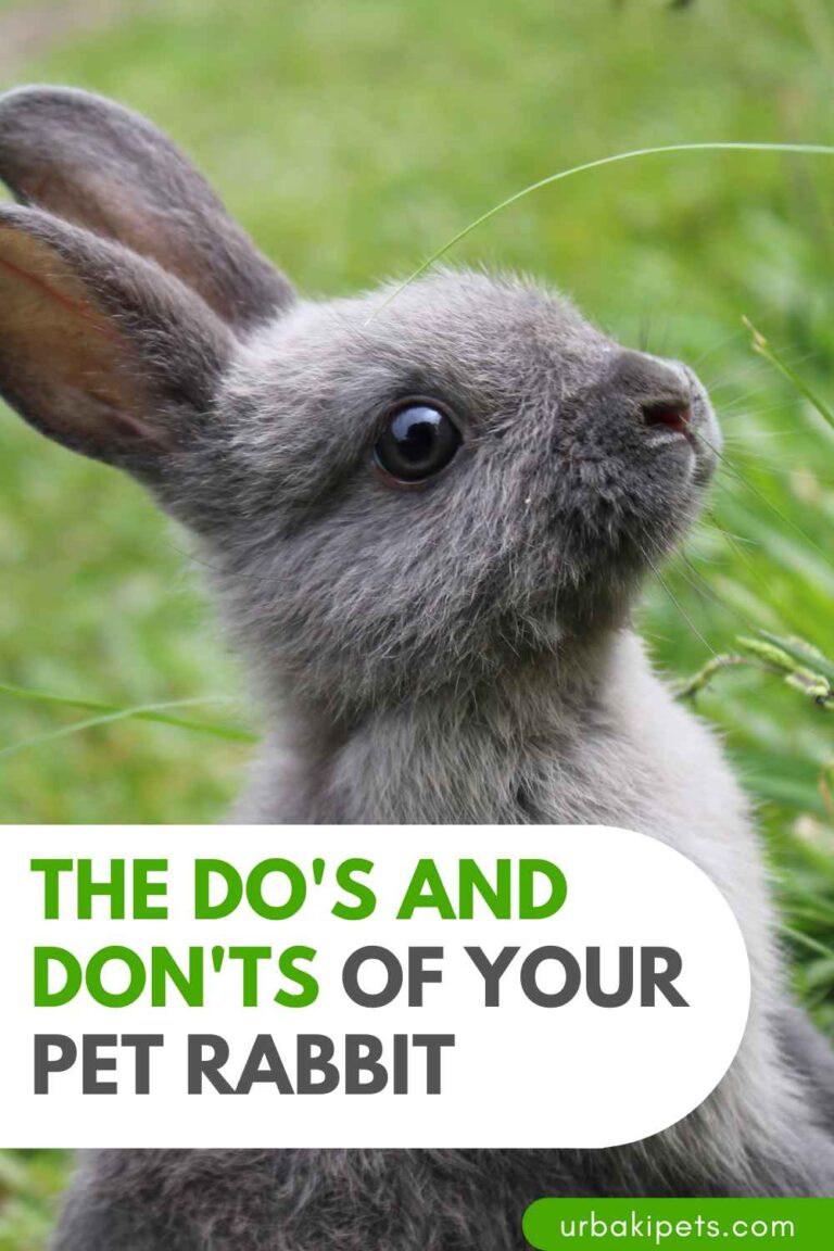 The Do’s and Don’ts of Your Pet Rabbit – Urbaki Pets