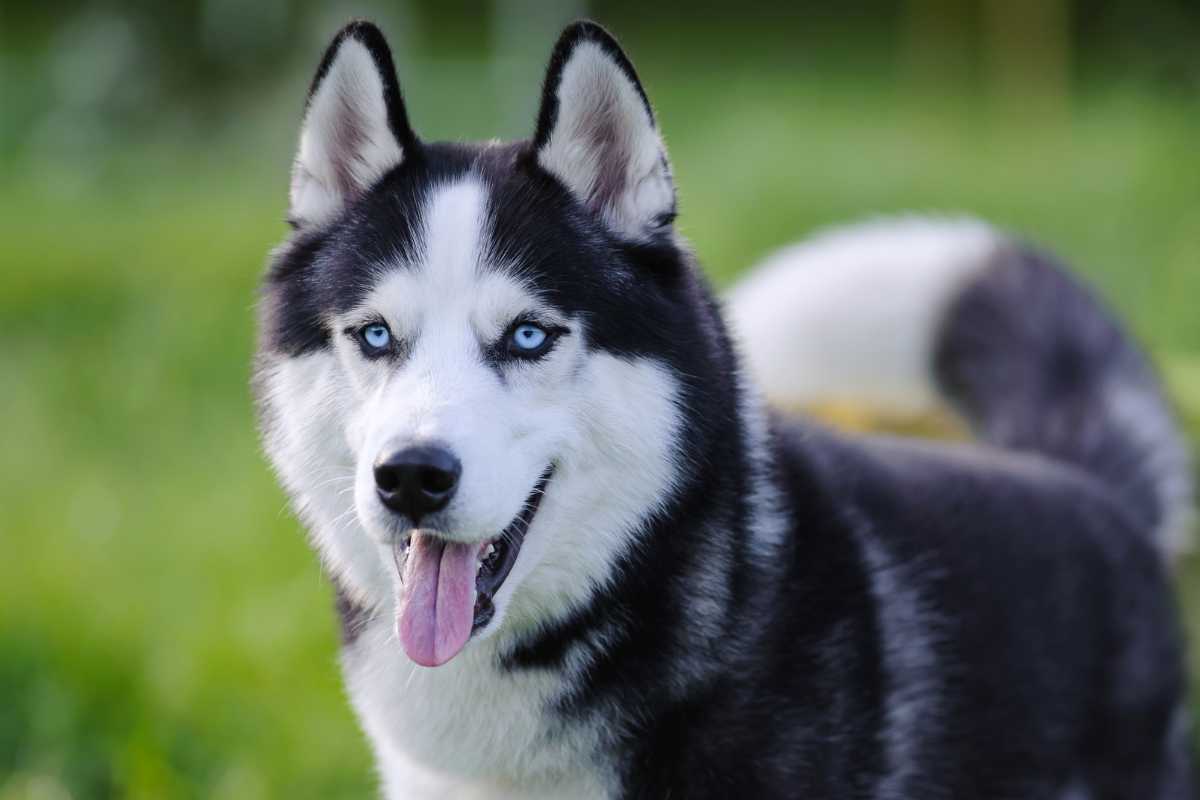 Mysteries of the Siberian Husky: Surprising Facts You Never Knew – Urbaki Pets