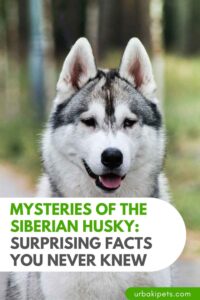 Mysteries of the Siberian Husky: Surprising Facts You Never Knew – Urbaki Pets