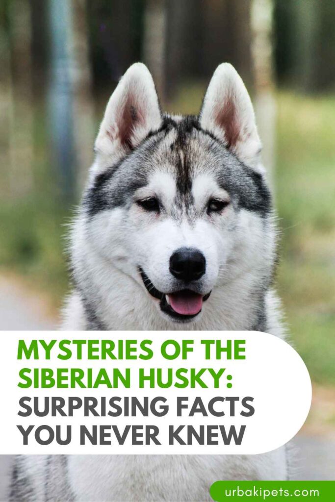 Mysteries of the Siberian Husky: Surprising Facts You Never Knew ...