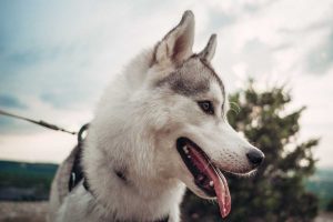 Mysteries of the Siberian Husky: Surprising Facts You Never Knew – Urbaki Pets