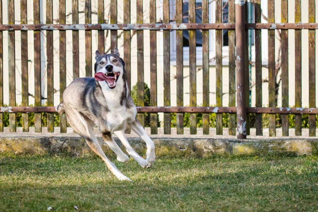 Mysteries of the Siberian Husky: Surprising Facts You Never Knew ...
