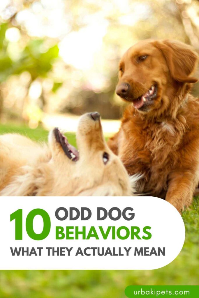 10 Odd Dog Behaviors and What They Actually Mean – Urbaki Pets