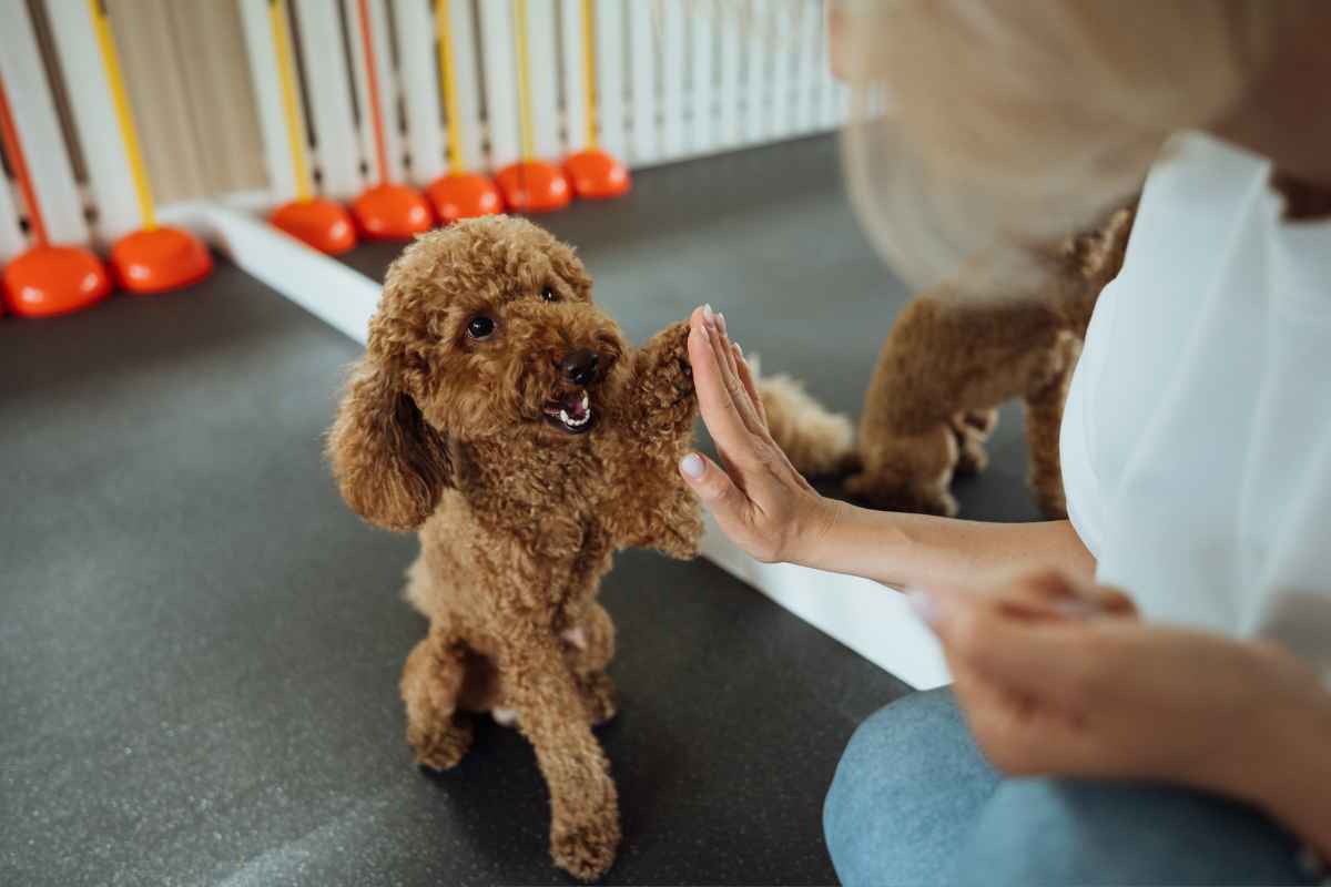 How to Teach The First 7 Things To Your Dog – Urbaki Pets