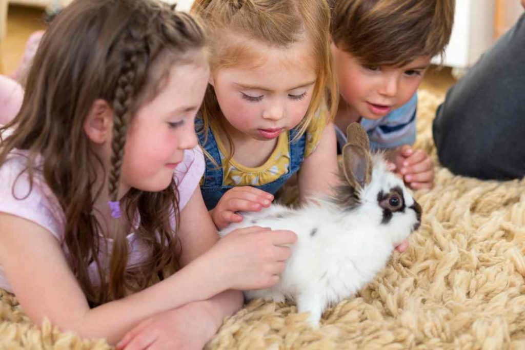 The Essential Rabbit Checklist: What You Need to Bring Home a Bunny ...