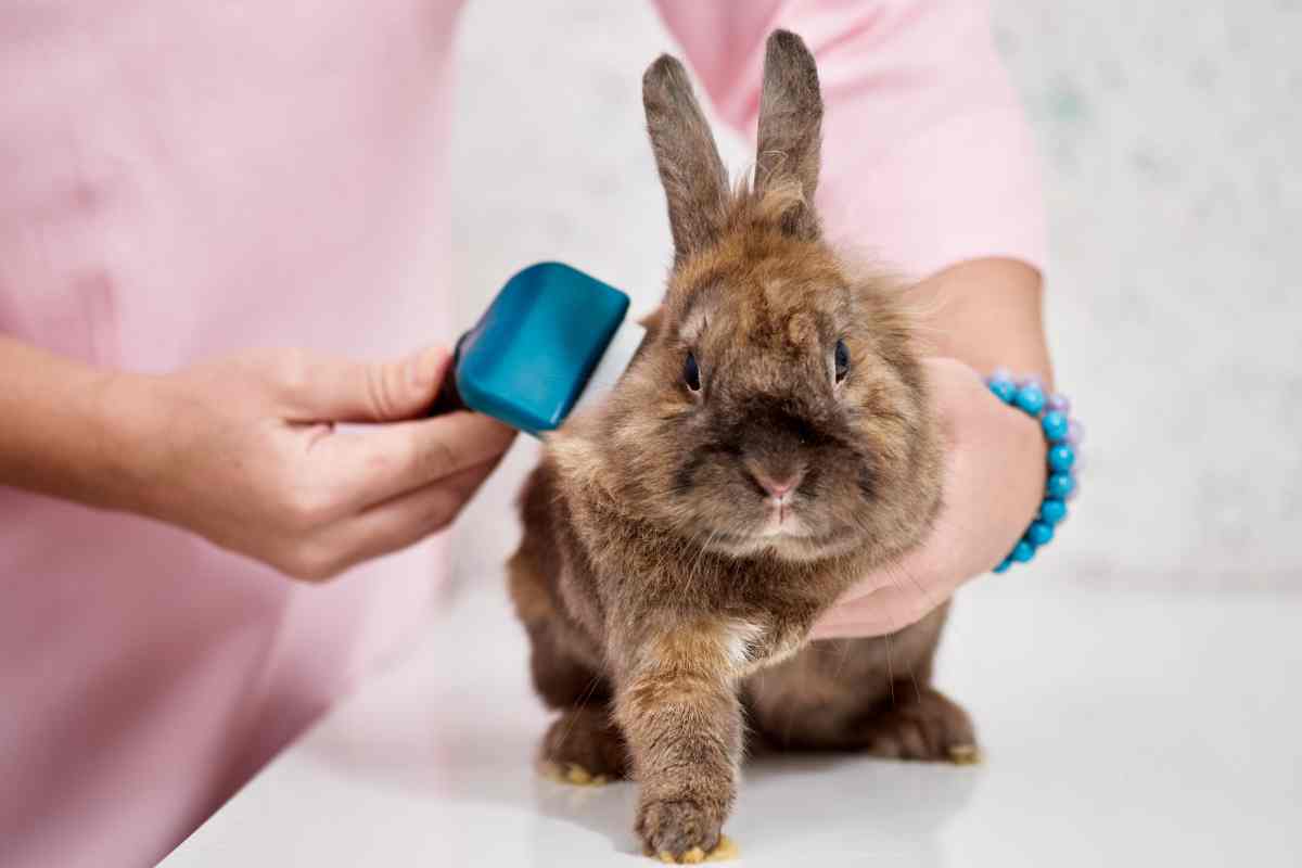 The Essential Rabbit Checklist: What You Need to Bring Home a Bunny ...