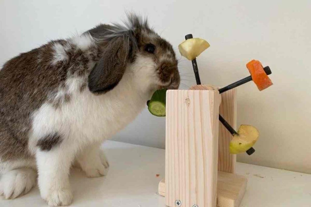 The Essential Rabbit Checklist: What You Need to Bring Home a Bunny ...