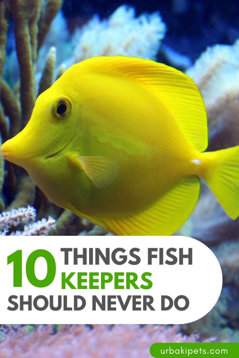 10 Things Fish Keepers Should NEVER DO – Urbaki Pets