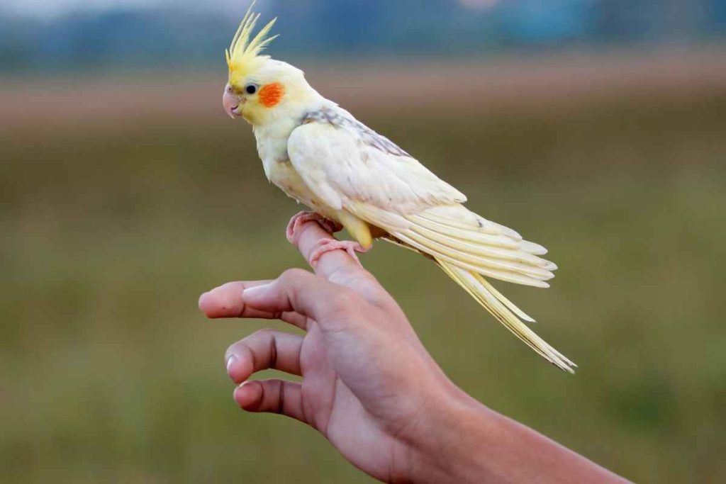 The Sky’s the Limit: How to Train Your Bird to Fly to Your Arm – Urbaki ...