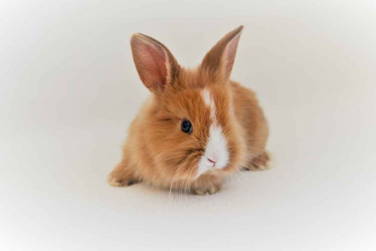 Rabbit Body Language Explained – Everything you Need to Know – Urbaki Pets