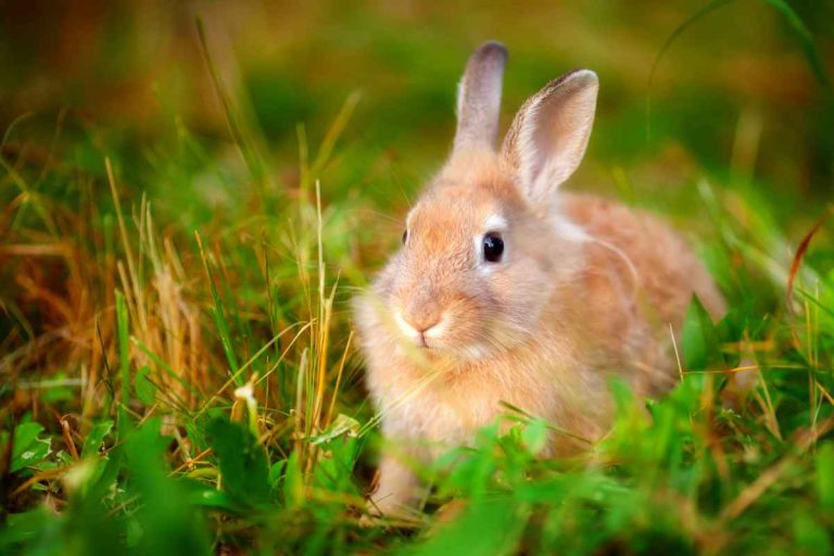 Rabbit Body Language Explained – Everything you Need to Know – Urbaki Pets