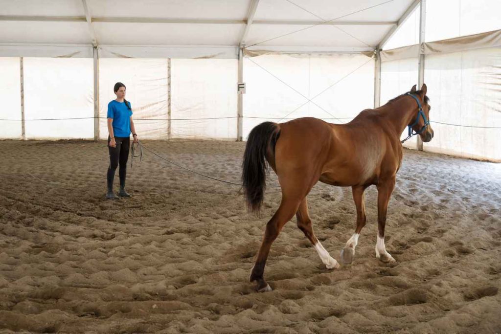 Top 5 Groundwork Exercises for Horses – Urbaki Pets