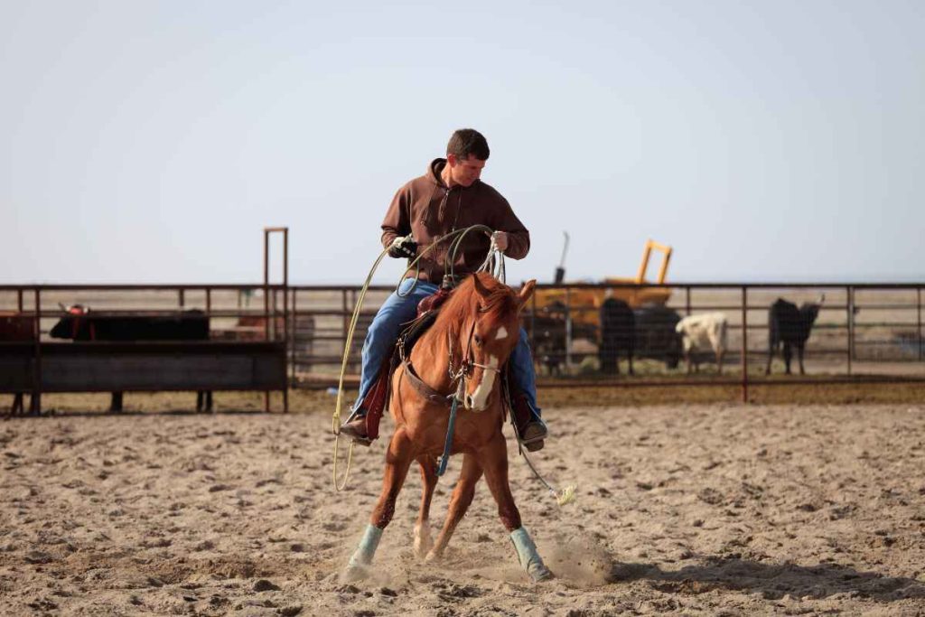 Top 5 Groundwork Exercises for Horses – Urbaki Pets