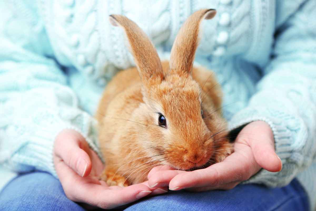 The Do’s and Don’ts of Your Pet Rabbit – Urbaki Pets
