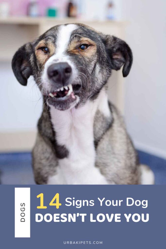 Unleashed Truth: 14 Telltale Signs Your Dog Doesn’t Love You – Urbaki Pets