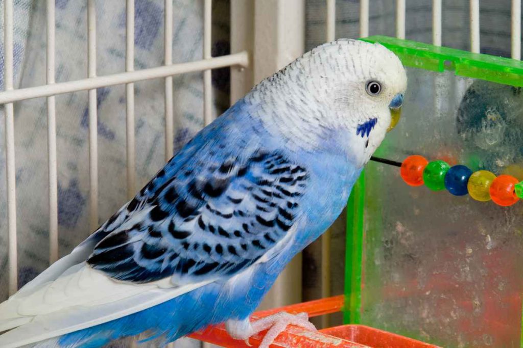 Love is in the Air: 10 Ways to Make Your Bird Love You – Urbaki Pets