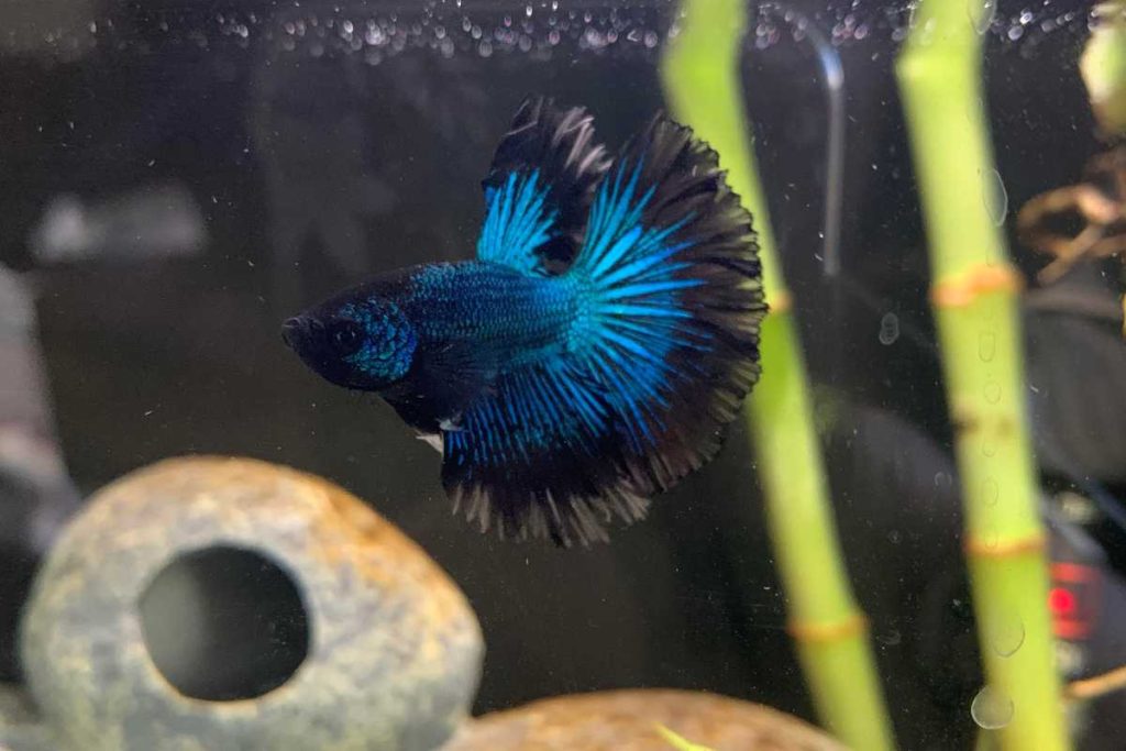 Betta Fish Care 101: 5 Must-Know Tips for a Happy and Healthy Fish ...