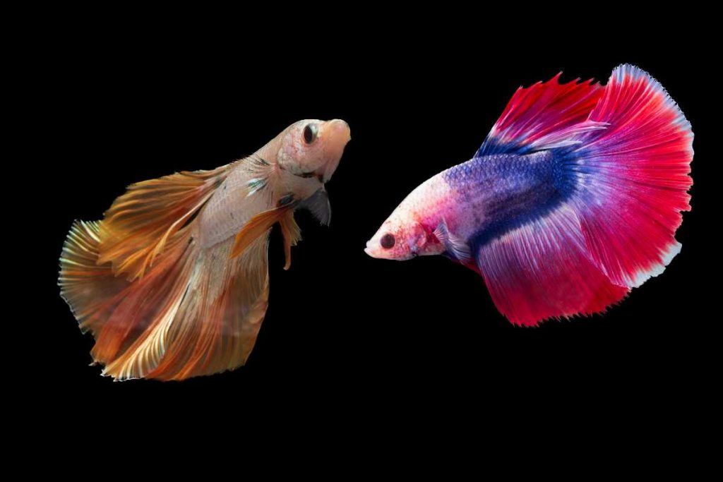 Betta Fish Care 101: 5 Must-Know Tips for a Happy and Healthy Fish ...