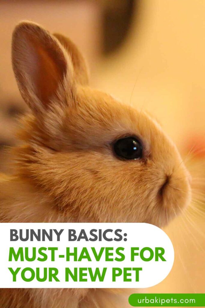 Bunny Basics: Must-Haves for Your New Pet – Urbaki Pets