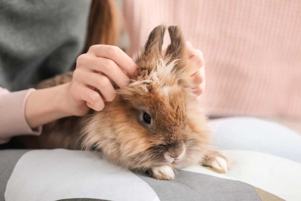 Bunny Besties: How to Get Your Rabbit to Like You – Urbaki Pets