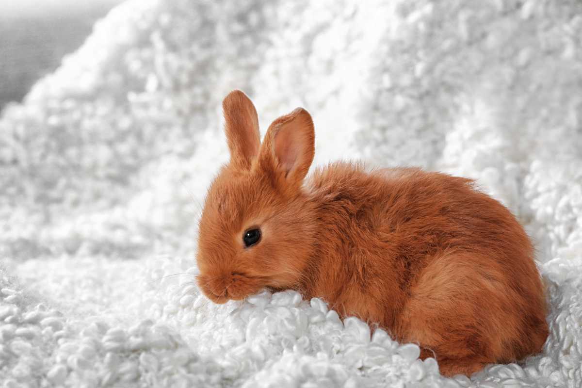 Bunny Besties: How to Get Your Rabbit to Like You – Urbaki Pets